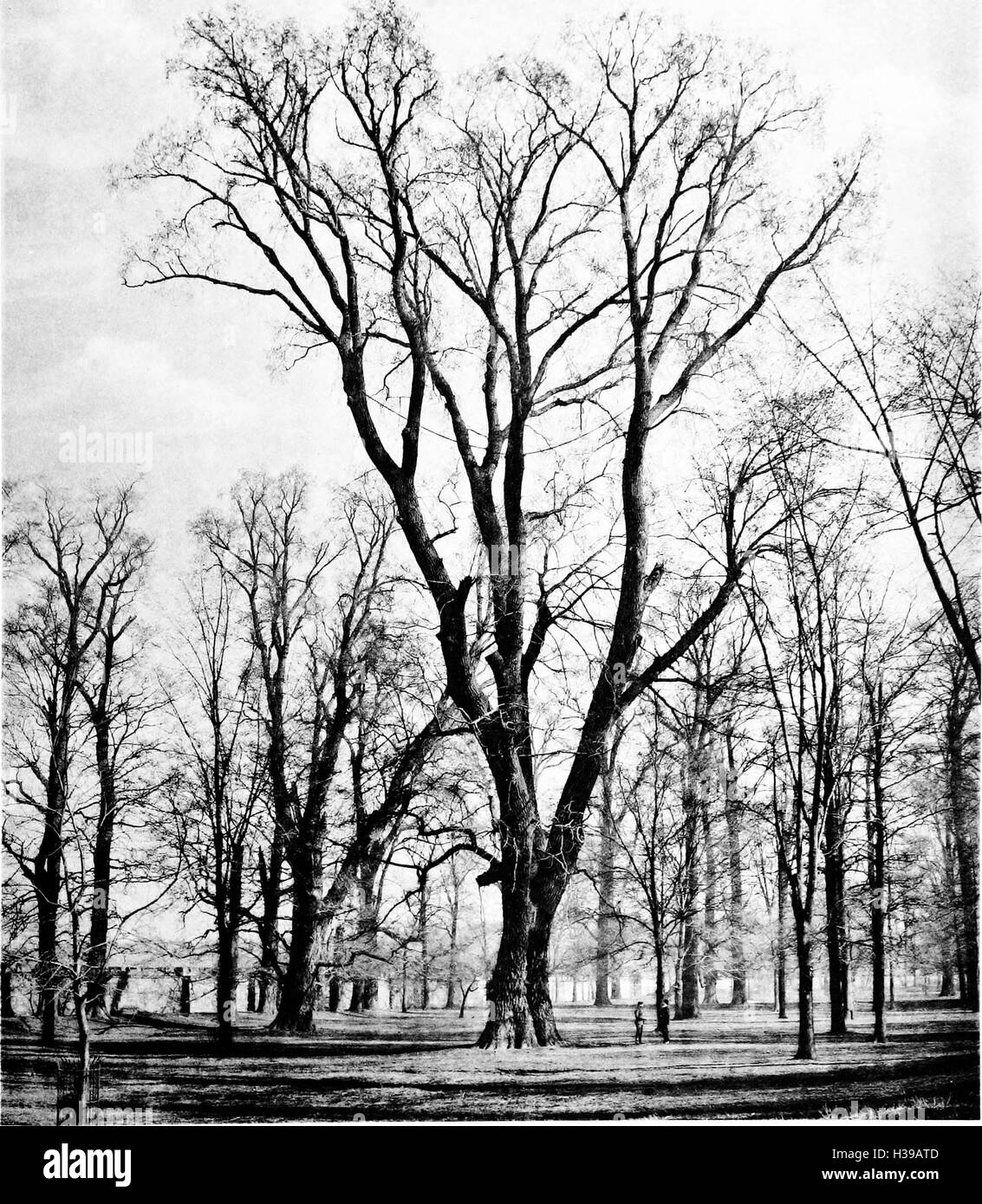 This text provides a detailed guide to the native and non-native trees ...