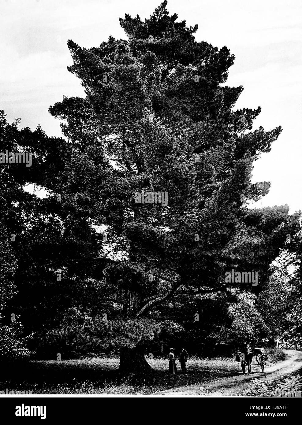 This book provides an overview of tree species native to Great Britain ...
