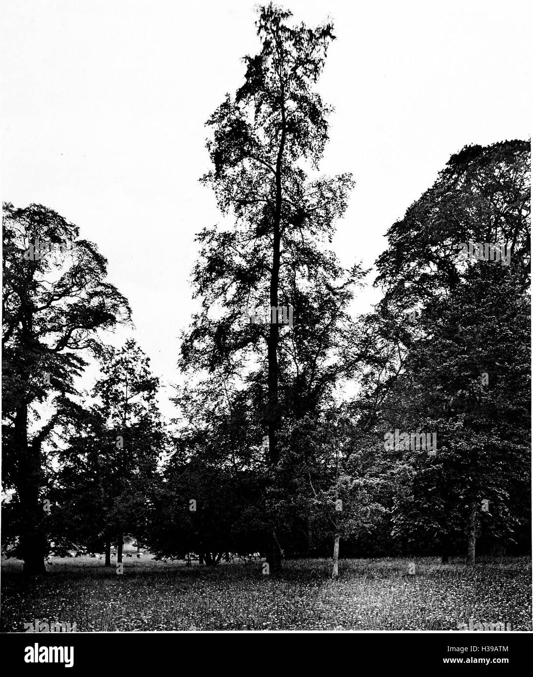 This book offers a comprehensive overview of tree species native to ...