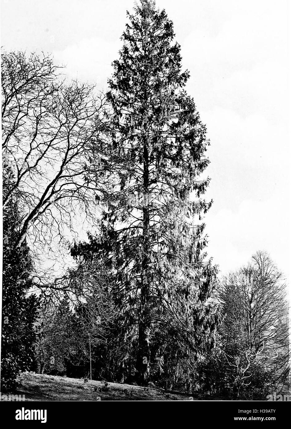 This comprehensive guide provides detailed descriptions of trees native ...