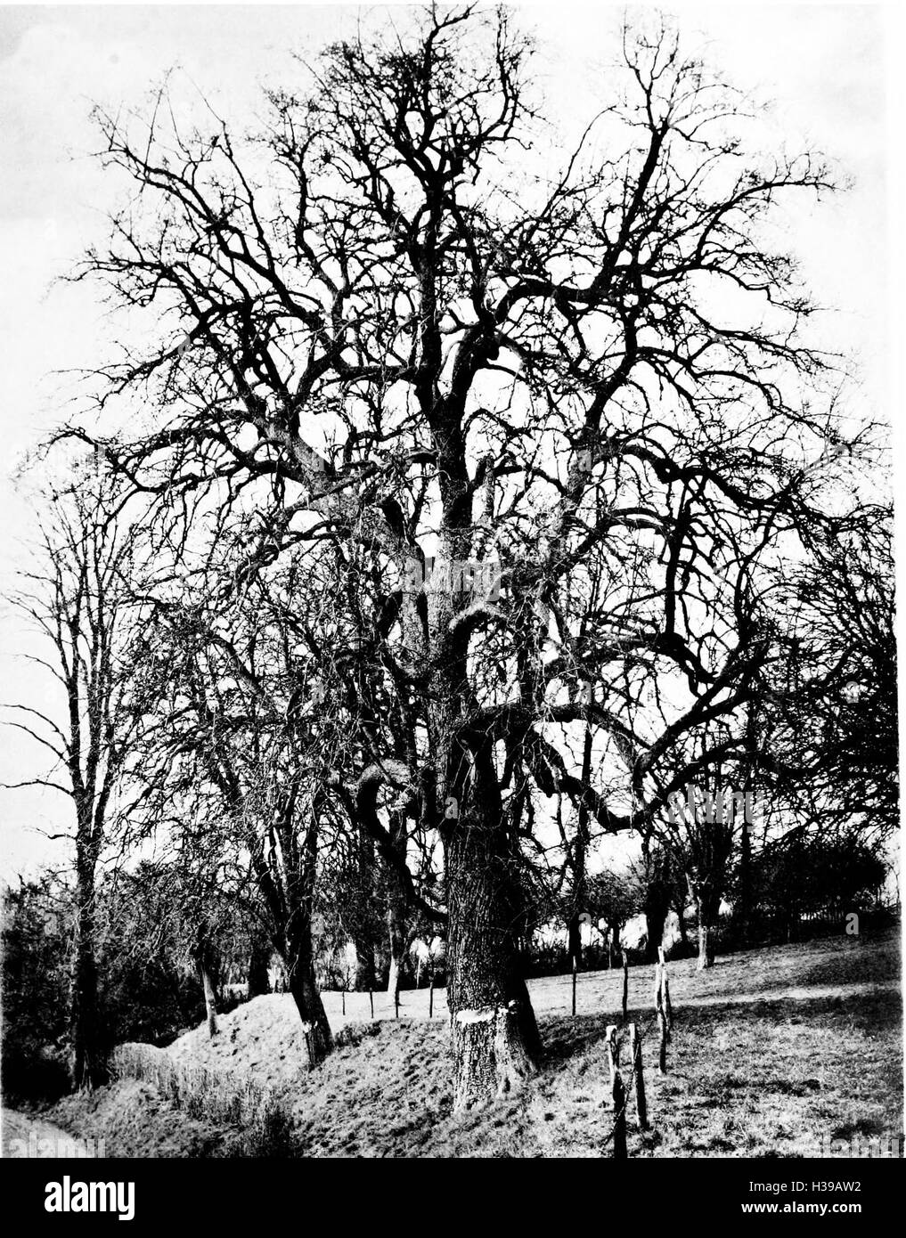 A comprehensive guide to the tree species of Great Britain and Ireland ...