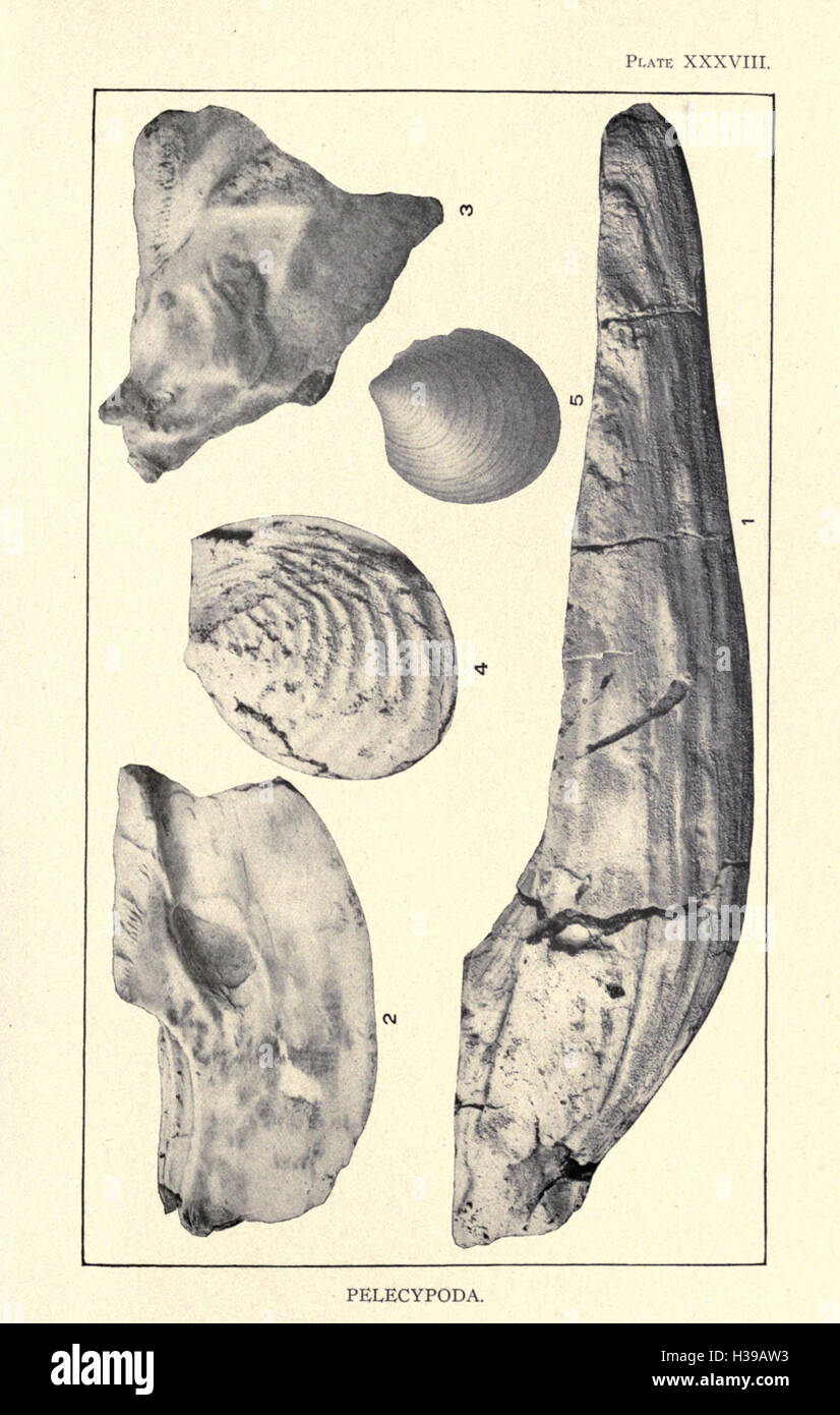 A report detailing the Cretaceous paleontology of New Jersey ...