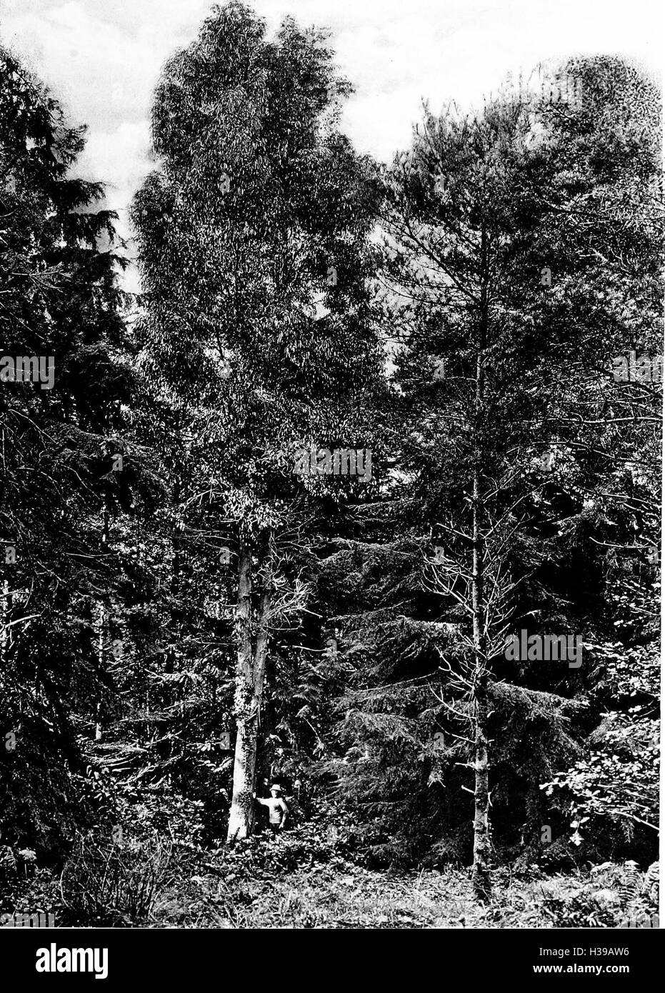 Native forest ireland Black and White Stock Photos & Images - Alamy