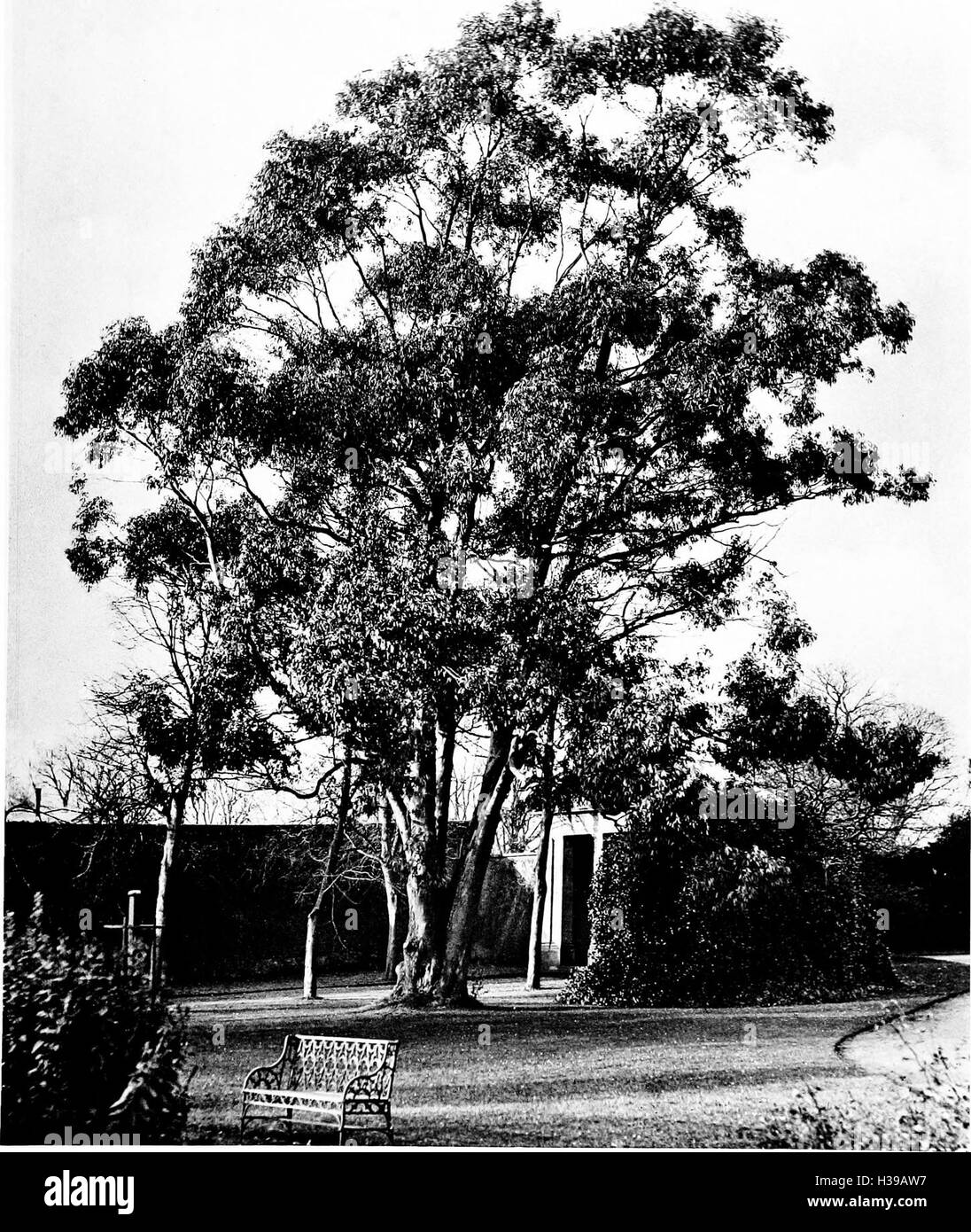This book provides a comprehensive guide to the trees of Great Britain ...