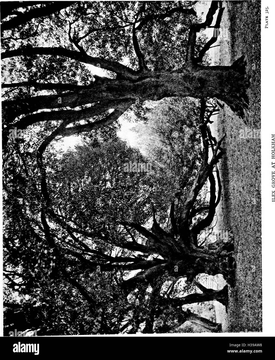 This work provides a comprehensive guide to the trees of Great Britain ...