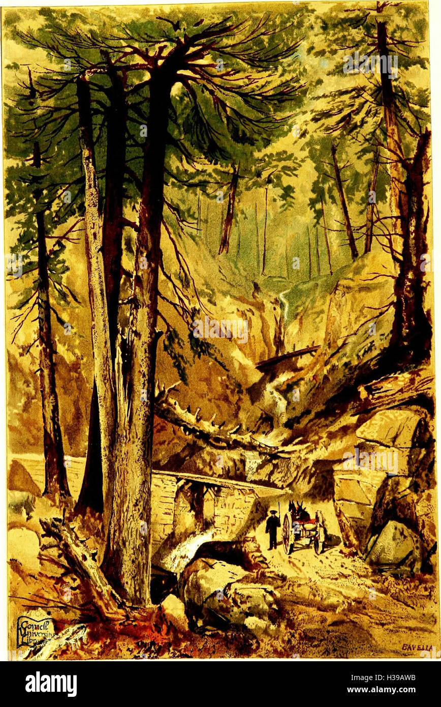 The trees of Great Britain and Ireland (1906) (2059482 Stock Photo - Alamy