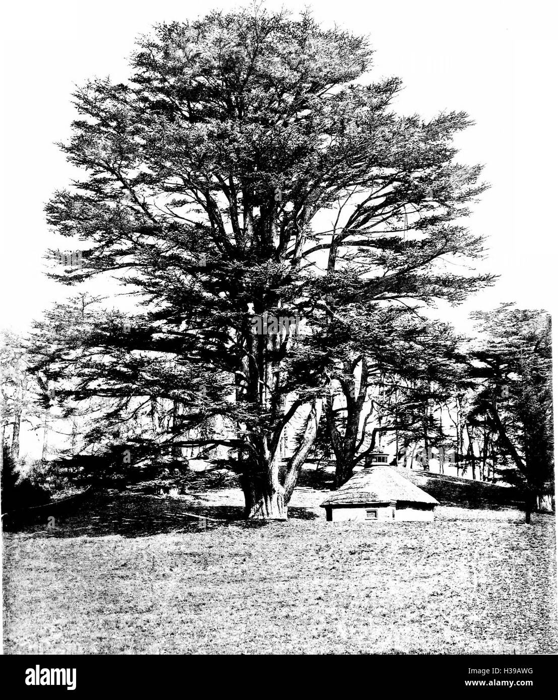 This work presents a comprehensive guide to the trees of Great Britain ...