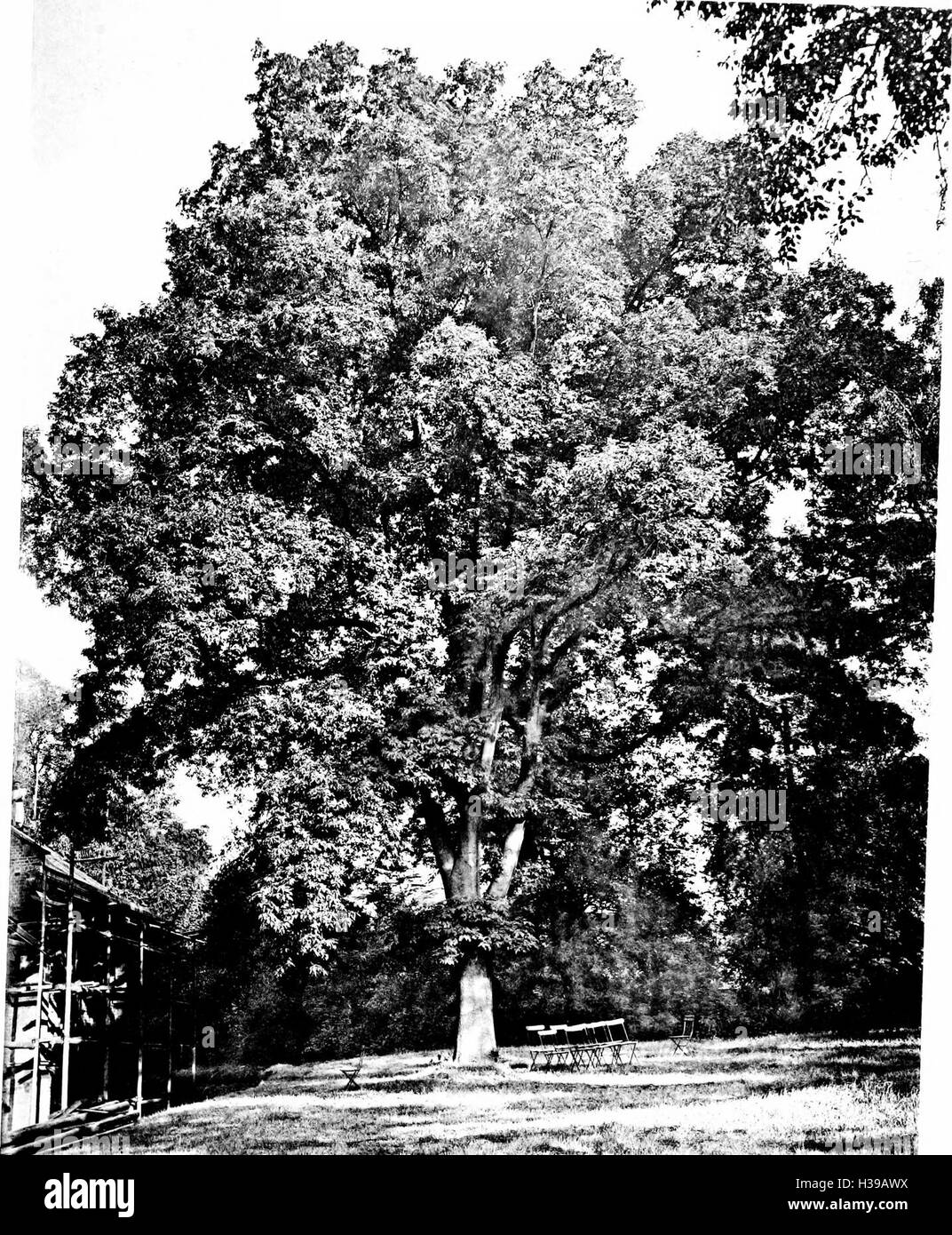 This text provides a comprehensive guide to the trees of Great Britain ...