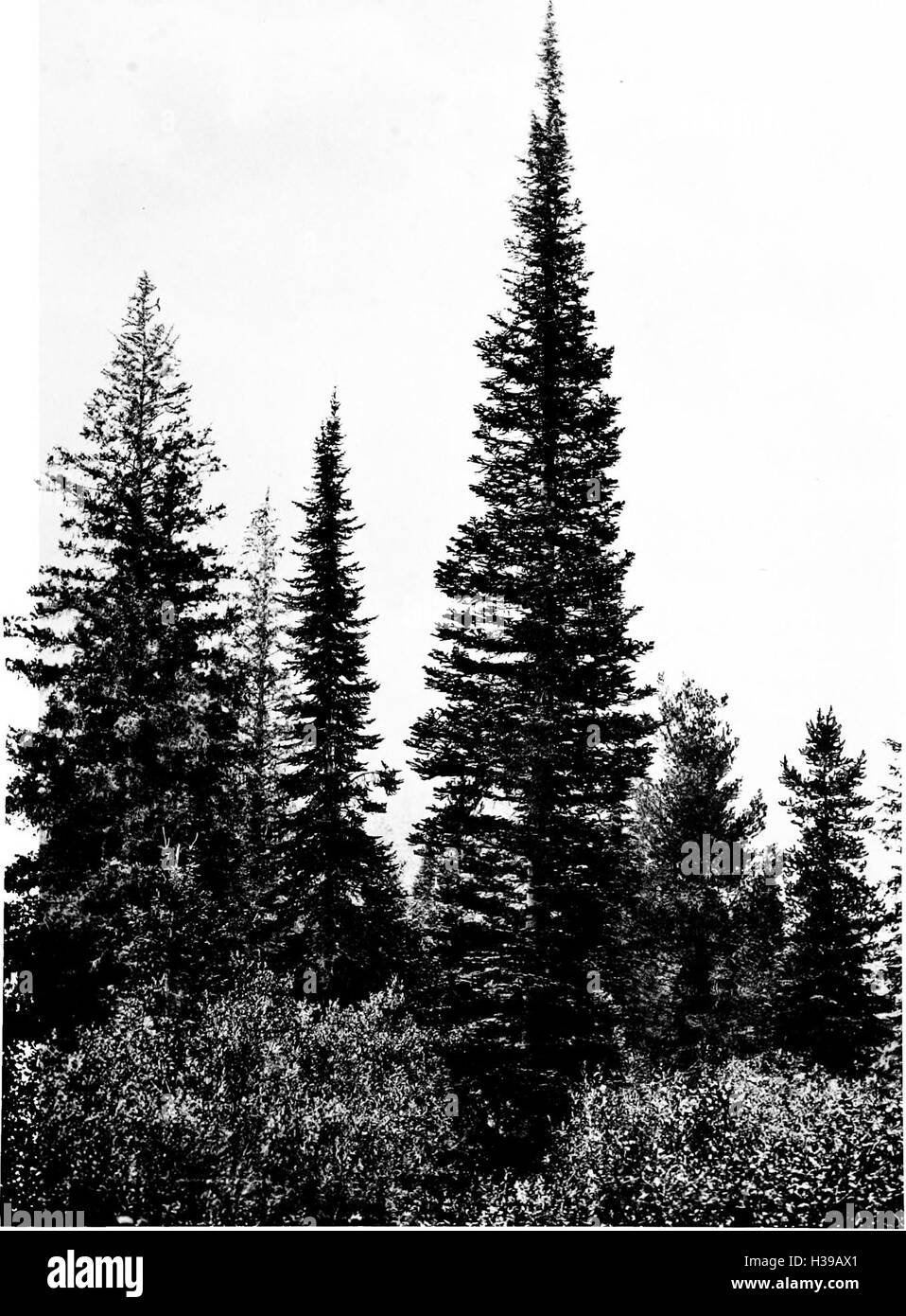 Detailed guide tree species hi-res stock photography and images - Alamy