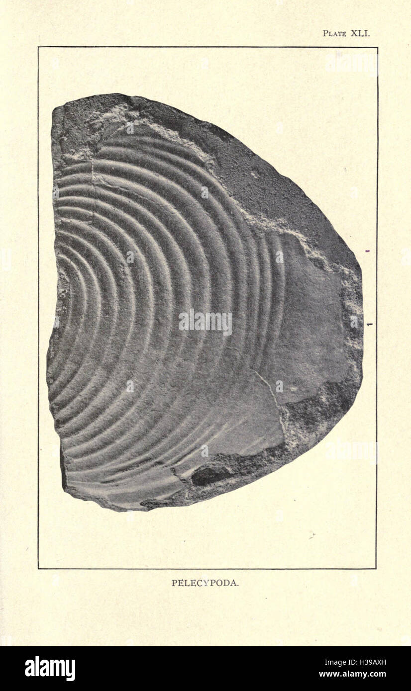 This report examines Cretaceous period fossils discovered in New Jersey ...