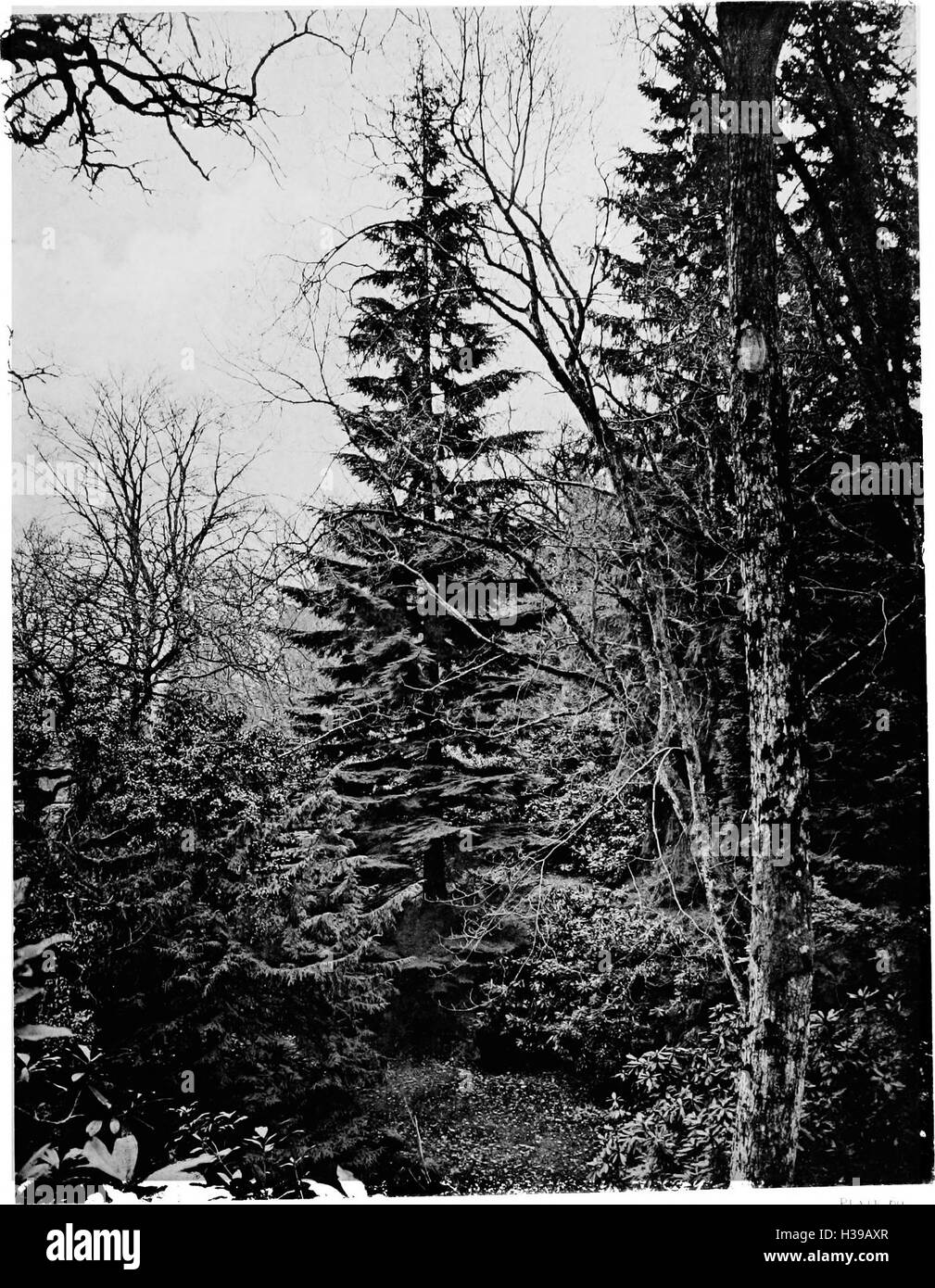 This work focuses on the native and non-native tree species found in ...