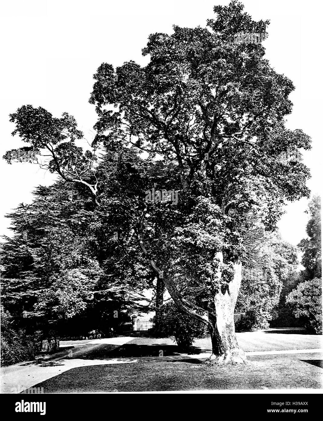 This work documents the various species of trees native to Great ...