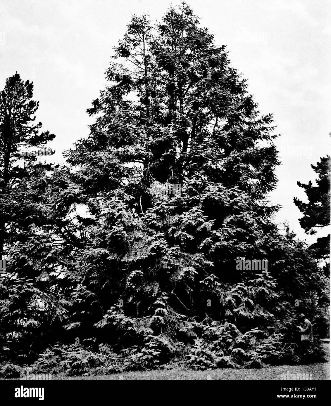 This work provides a comprehensive guide to the tree species of Great ...