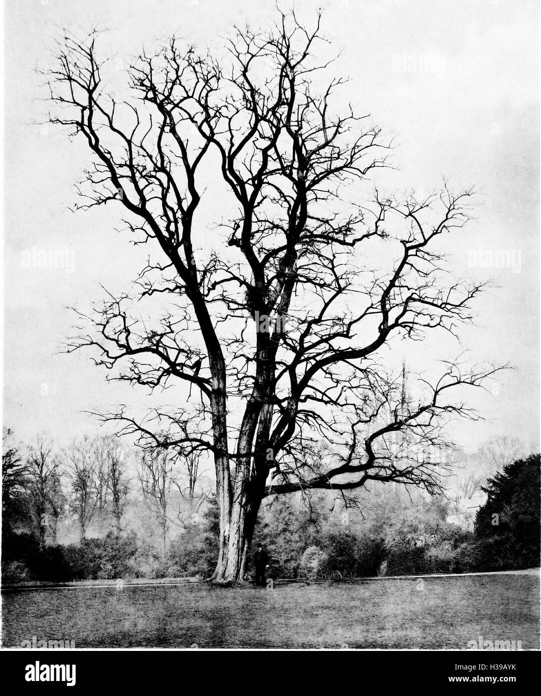 This work provides a detailed description of the trees native to Great ...