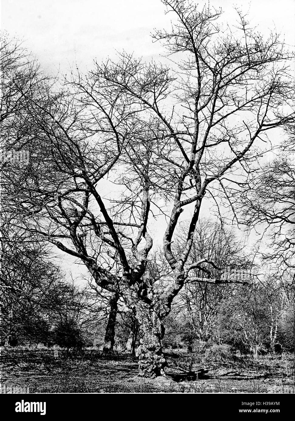 This work provides a comprehensive guide to the tree species native to ...