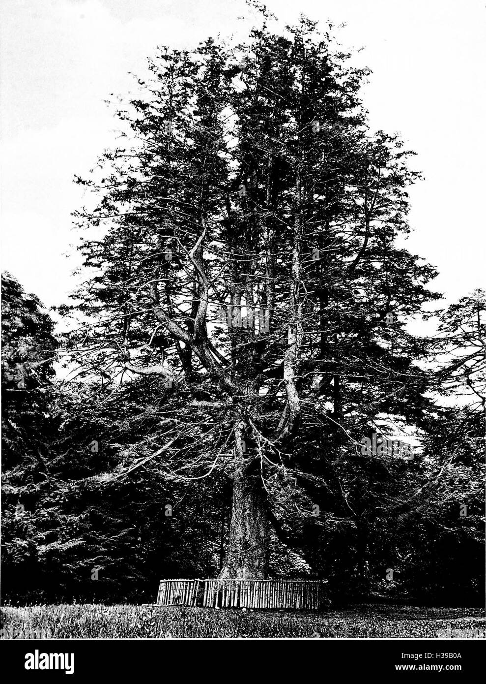 This book offers a comprehensive guide to the trees native to Great ...