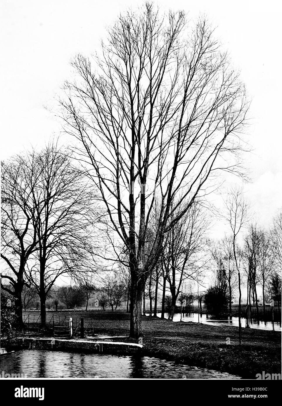 This work provides an overview of the native and introduced tree ...