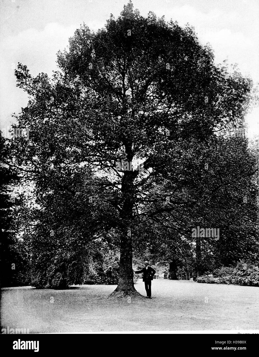 This work offers a comprehensive guide to the trees of Great Britain ...
