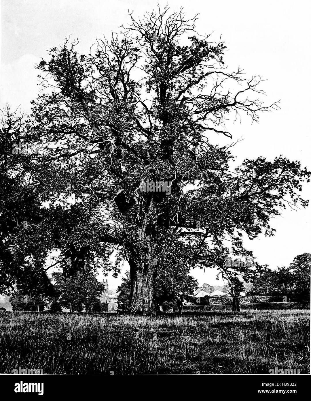 This book, published in 1906, provides an overview of the tree species ...