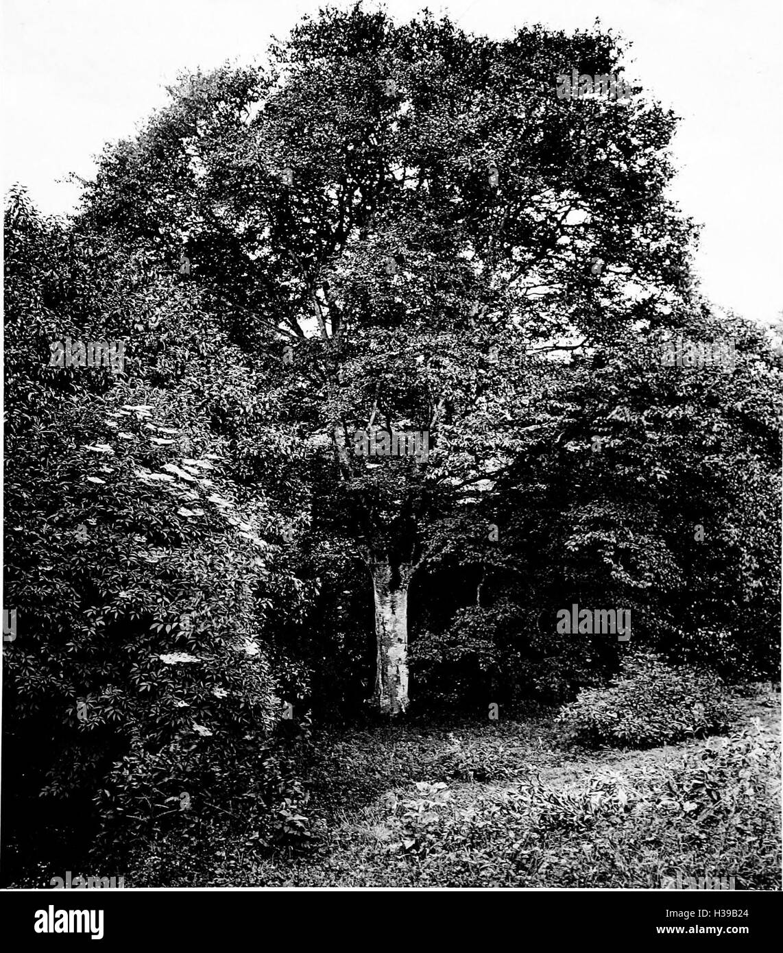This text provides a detailed study of the tree species native to Great ...