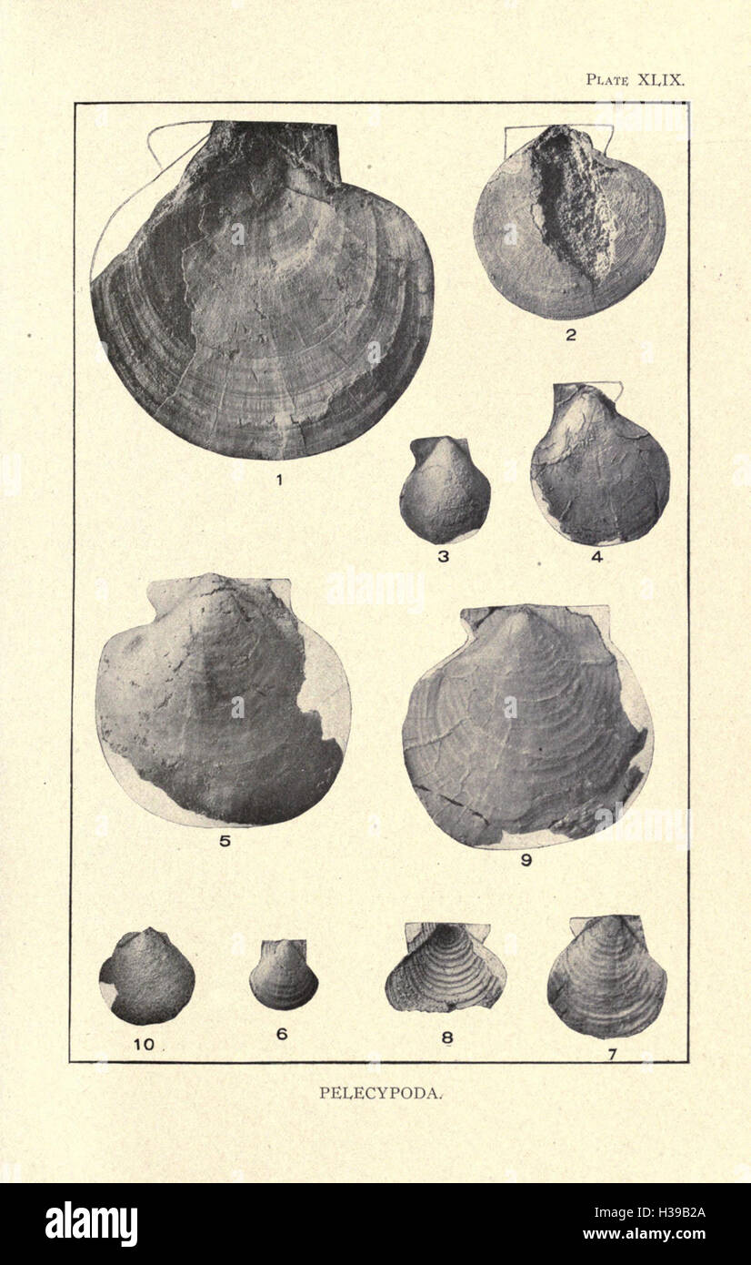 This report explores the Cretaceous paleontology of New Jersey ...