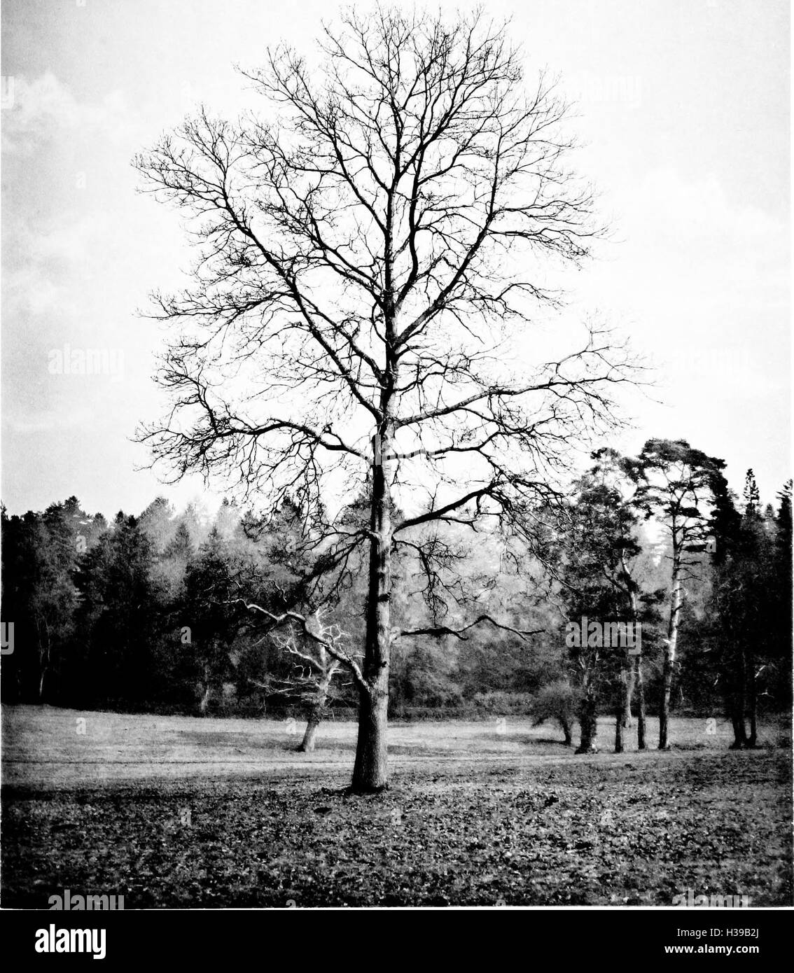 Tree identification uk Black and White Stock Photos & Images - Alamy