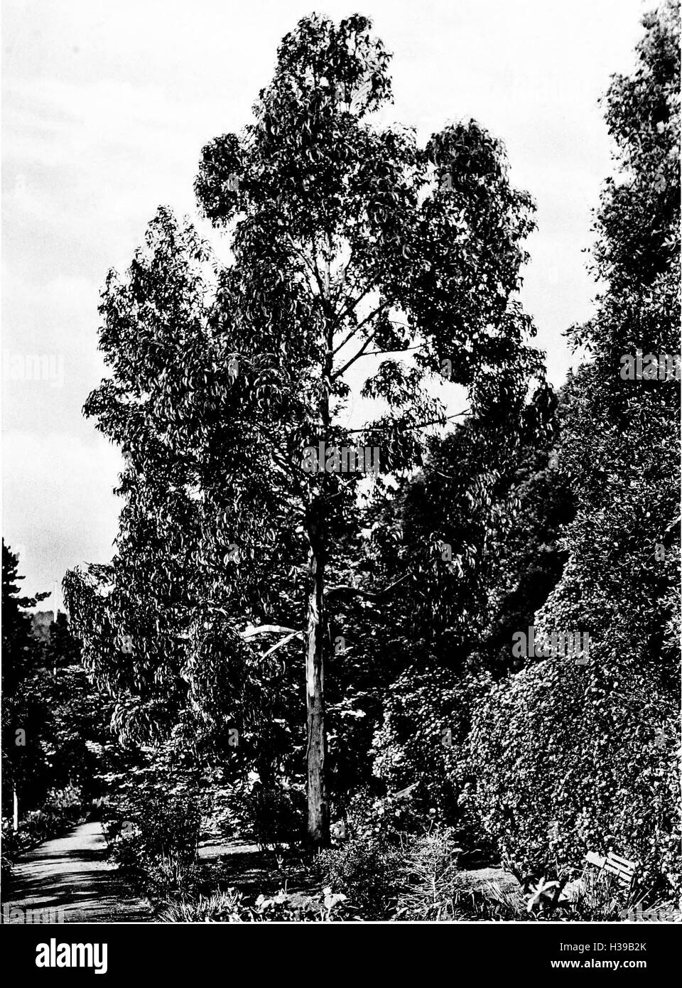 This work provides an extensive catalog of tree species found in Great ...