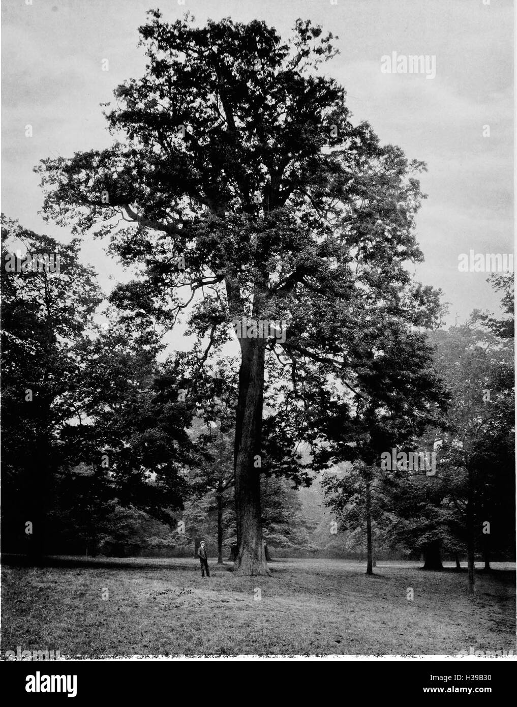 A botanical work documenting the trees of Great Britain and Ireland ...