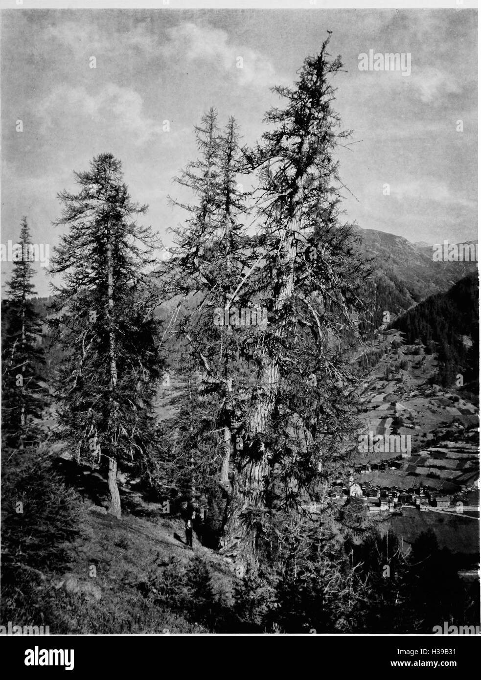 A comprehensive resource on the trees of Great Britain and Ireland ...