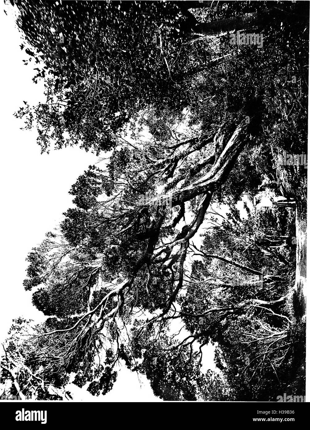 Native british tree Black and White Stock Photos & Images - Alamy