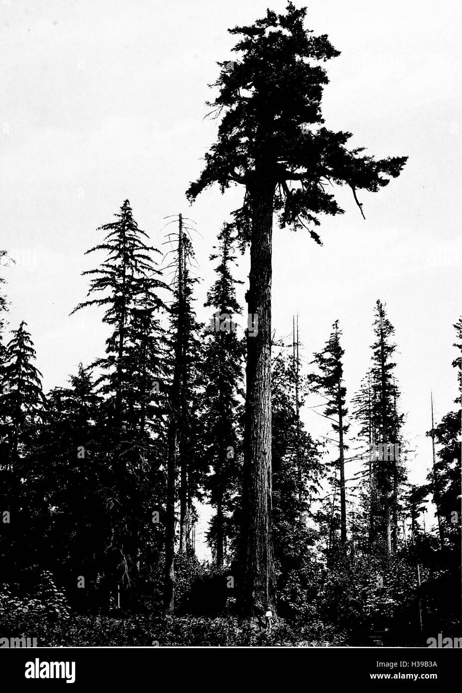 This book provides a comprehensive guide to the trees of Great Britain ...