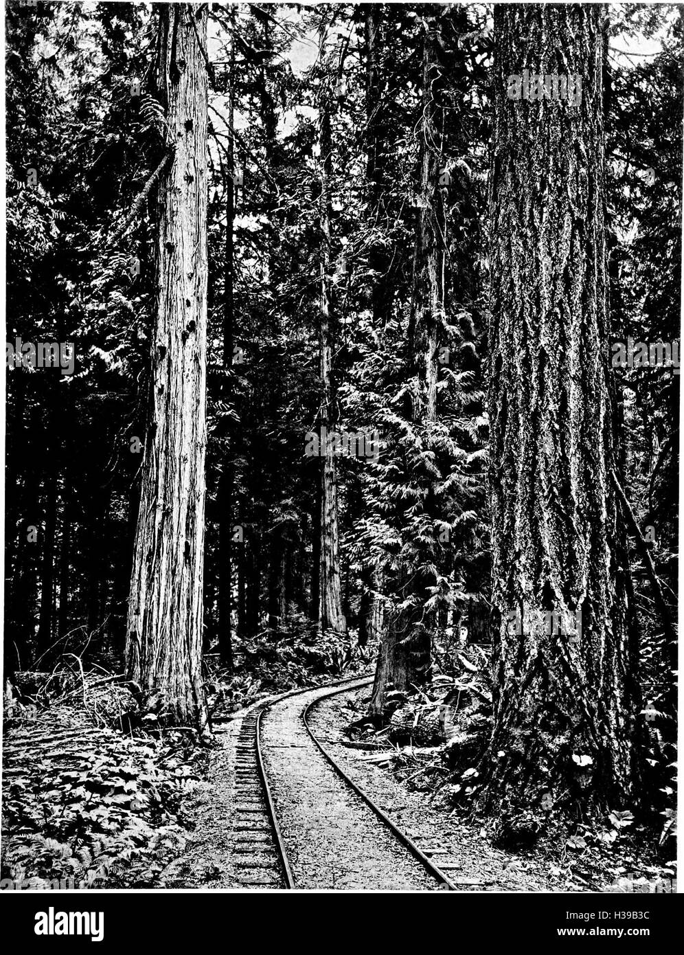 Native forest ireland Black and White Stock Photos & Images - Alamy