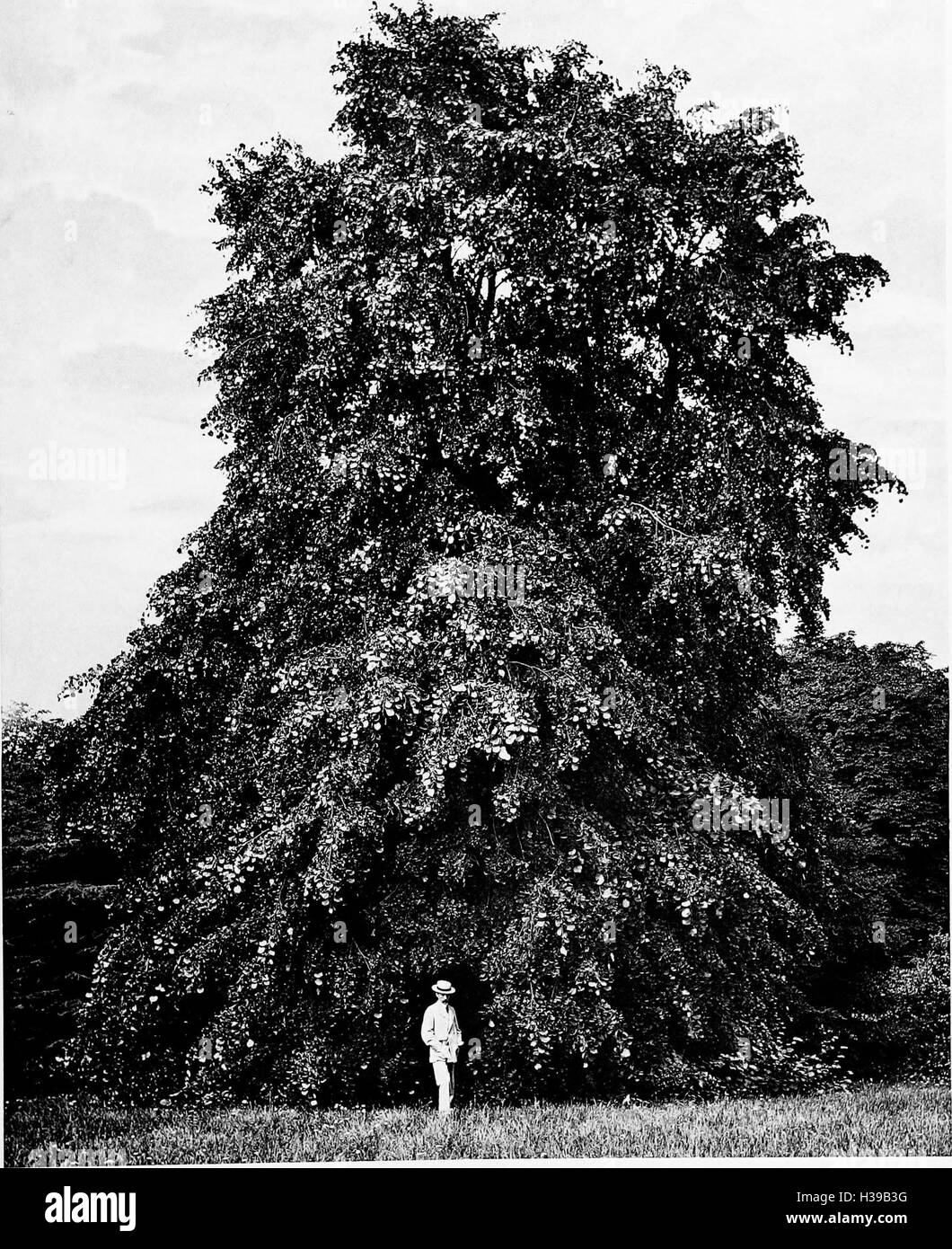 This work provides a comprehensive guide to the trees of Great Britain ...