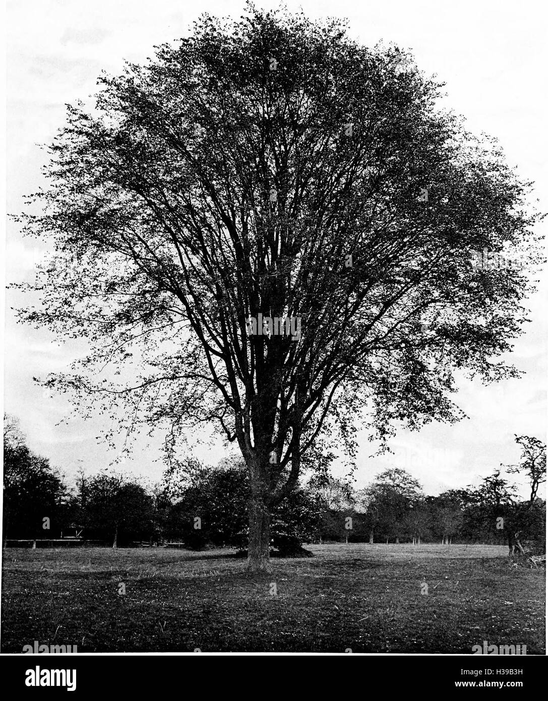 This book provides a comprehensive guide to the trees of Great Britain ...
