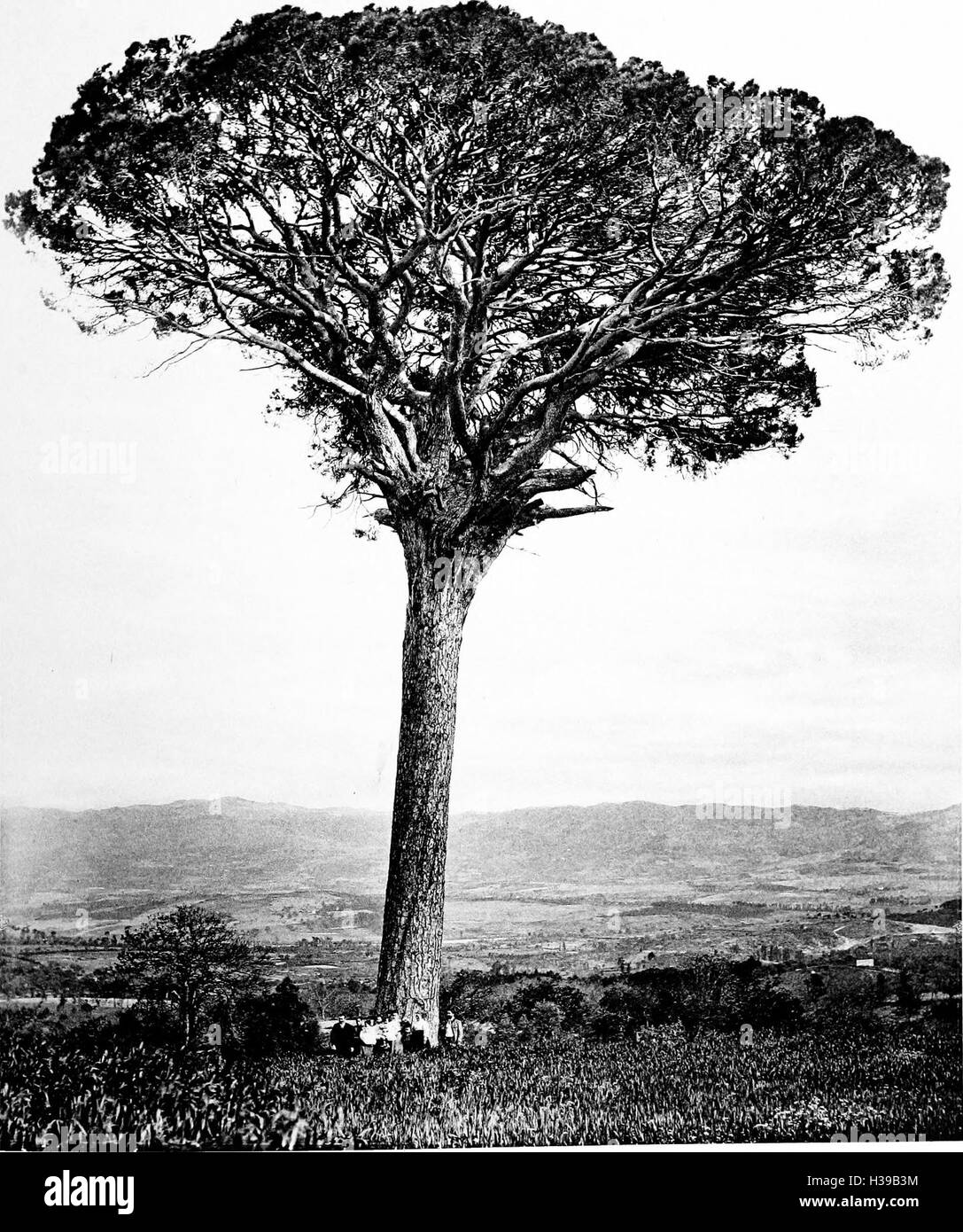 This book focuses on the various tree species native to Great Britain ...