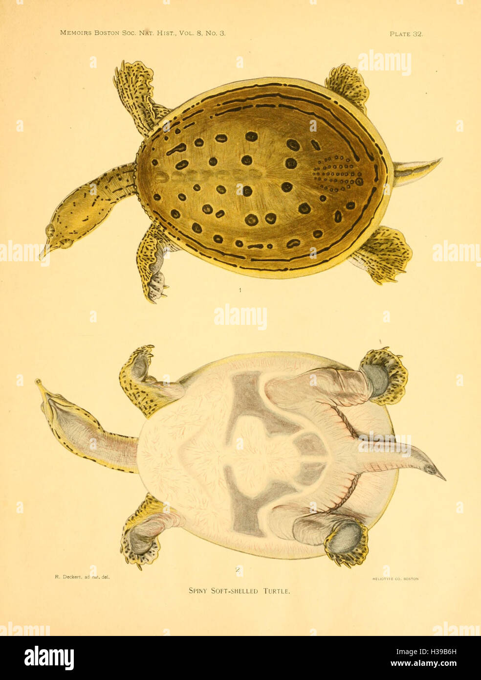 Turtles of new england hi-res stock photography and images - Alamy