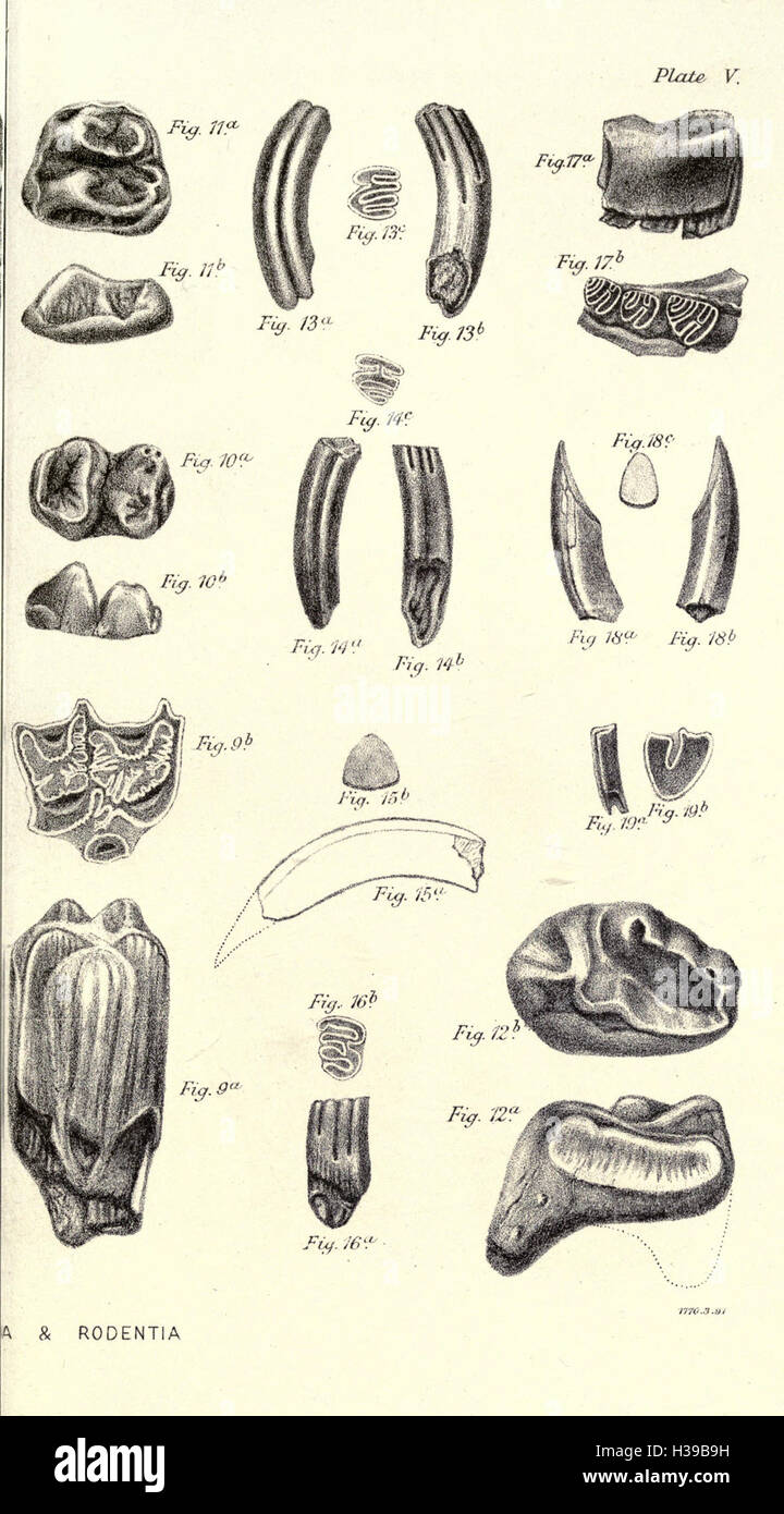 Pliocene map hi-res stock photography and images - Alamy