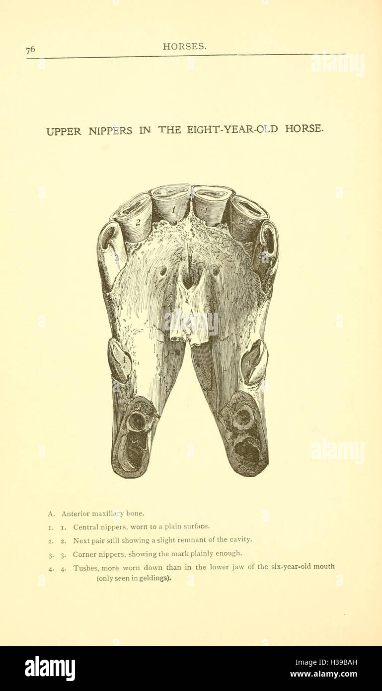 This work discusses the applications of Elliman’s embrocation, a ...