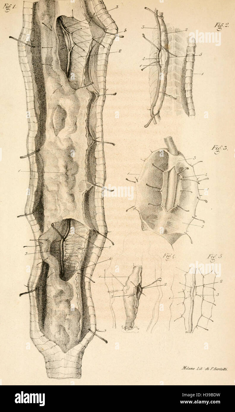 This work examines the lymphatic and circulatory systems in reptiles ...