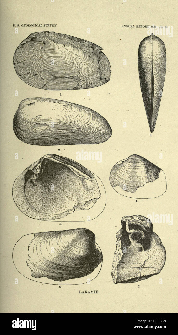 Classification of marine mollusks hi-res stock photography and images - Alamy