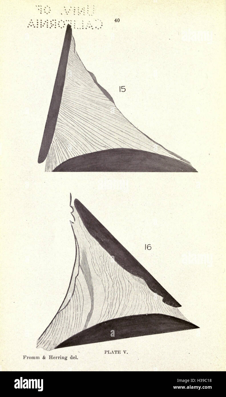 Pig anatomy system hi-res stock photography and images - Alamy