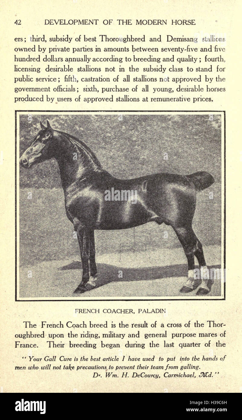 A historical overview tracing the evolution of the modern horse ...