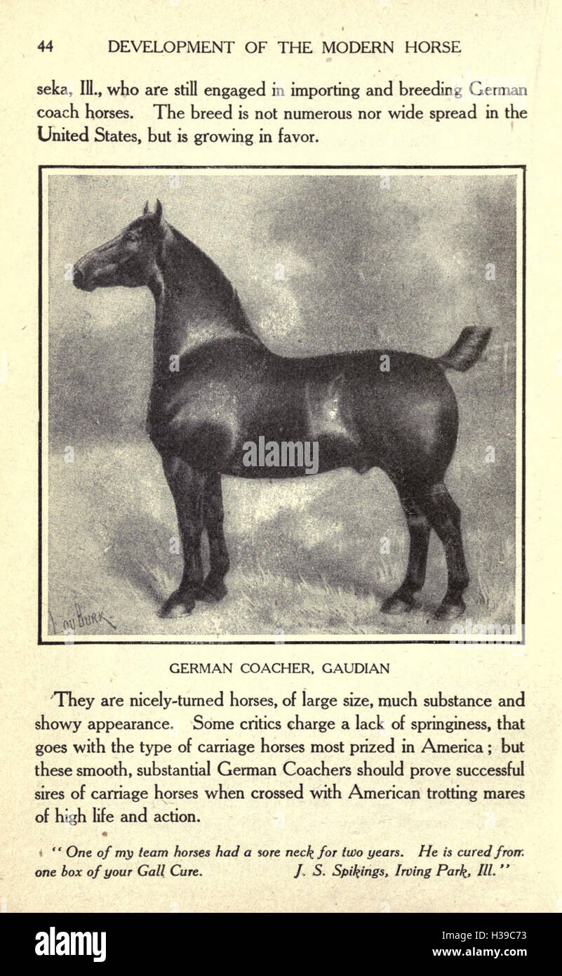 An overview of the evolutionary development of the modern horse ...