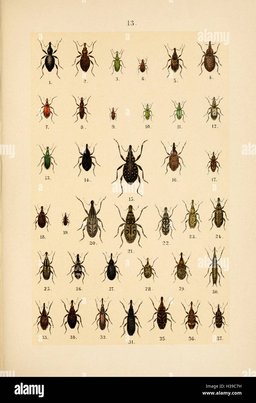 This page provides guidance for young collectors of beetles, focusing ...