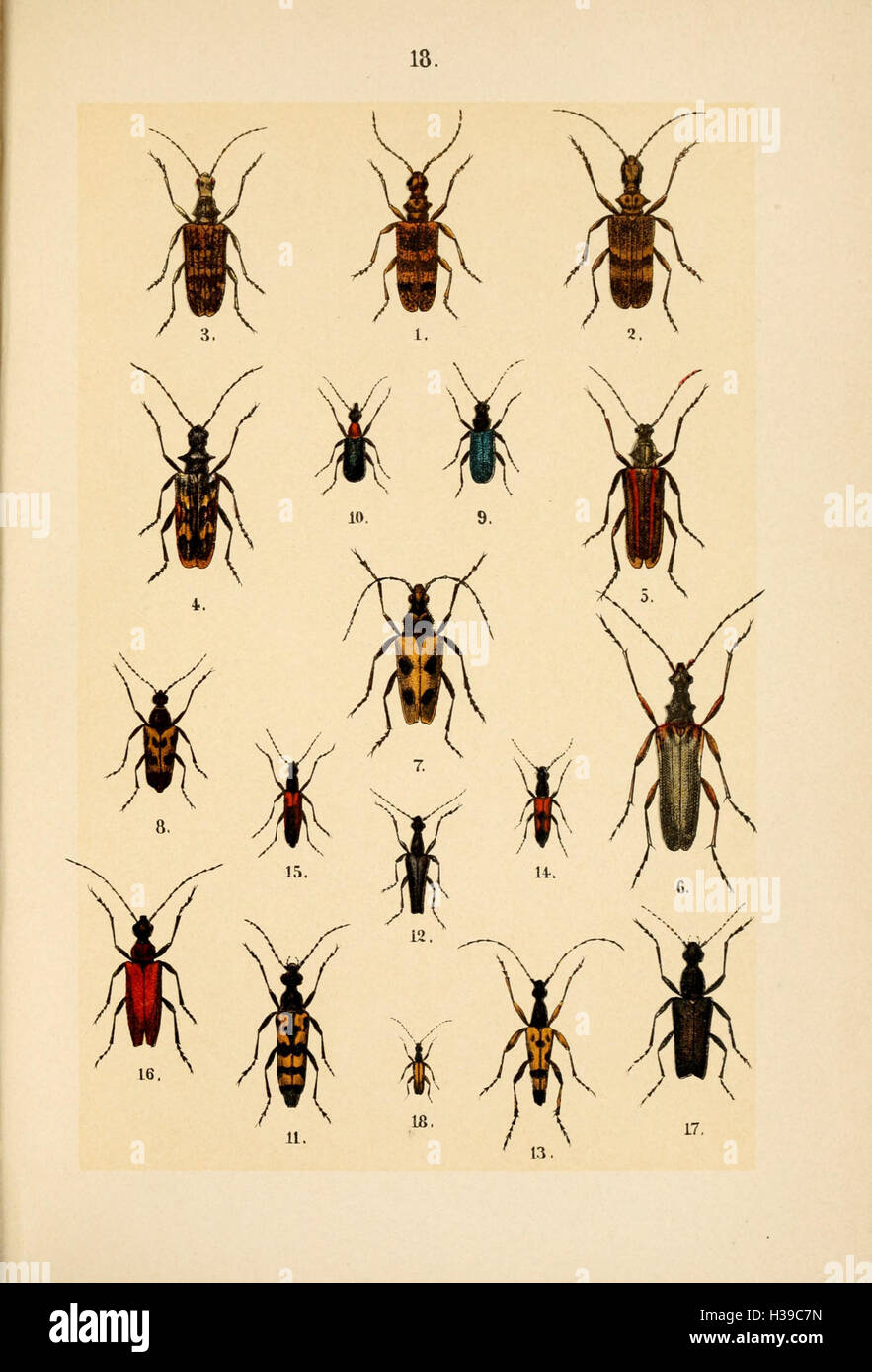The young beetle-collector's handbook (Pl. 18) BHL44 Stock Photo - Alamy