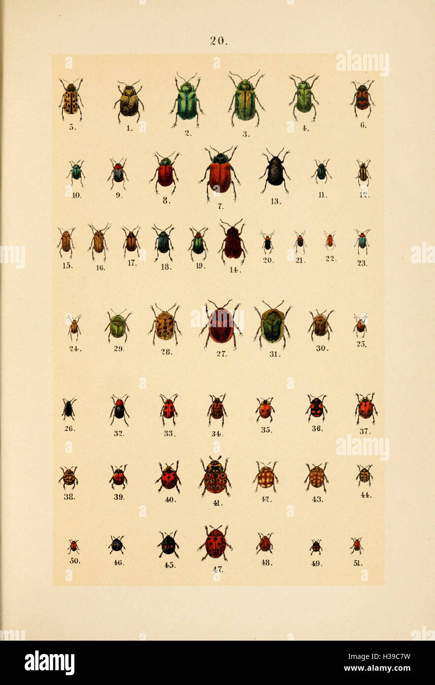 This guide provides instructions for young collectors of beetles ...