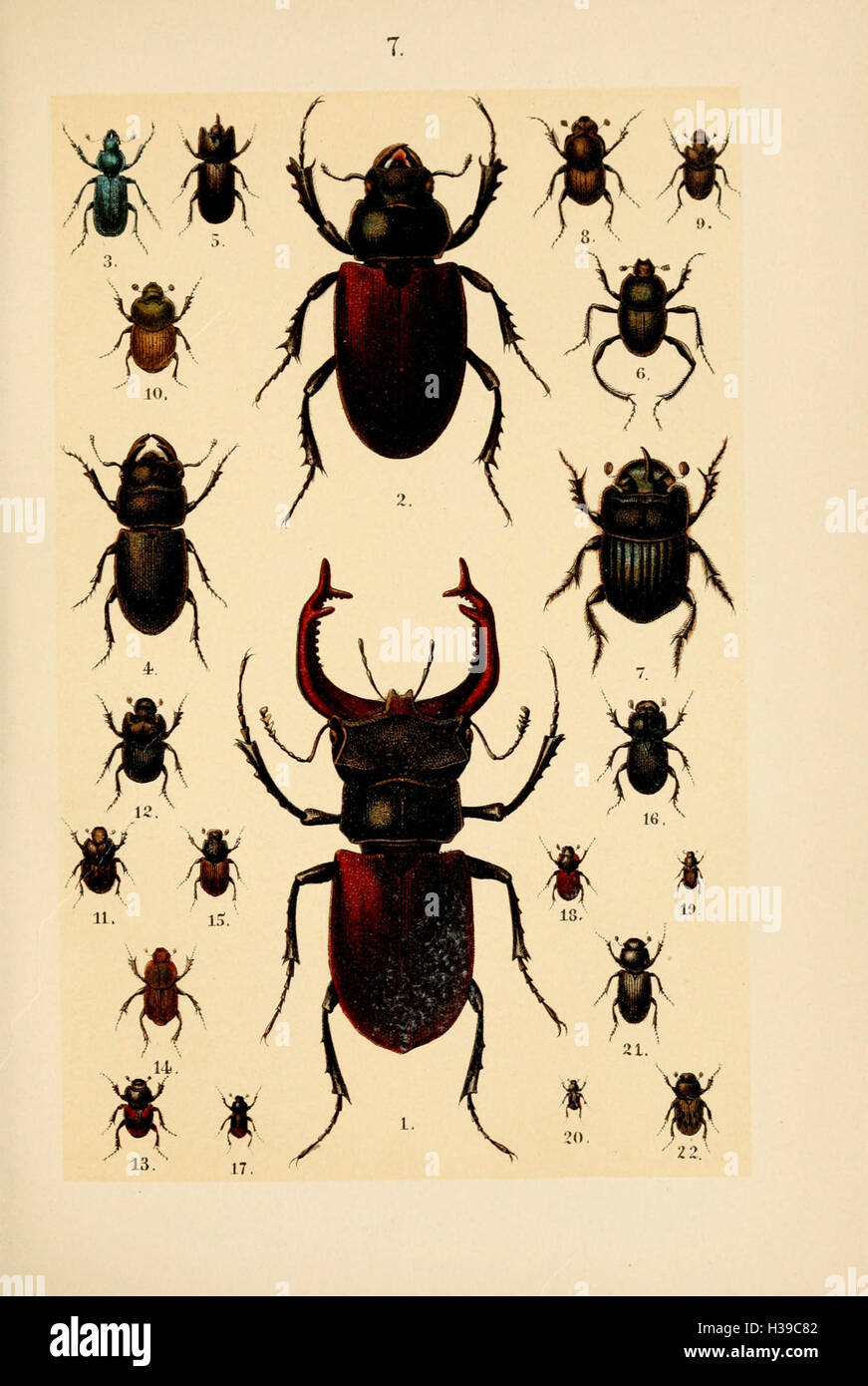 This handbook serves as an introduction to collecting beetles, offering ...