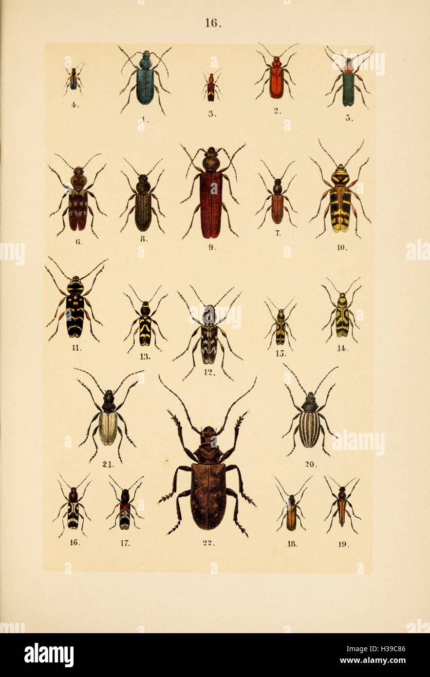 This handbook offers guidance for young entomologists on collecting and ...