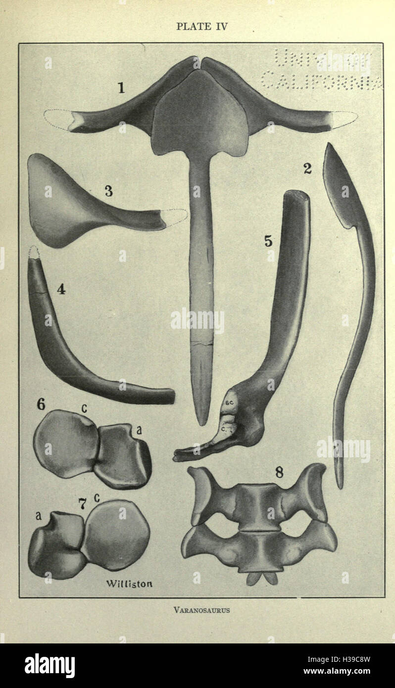 American Permian vertebrates BHL233 Stock Photo - Alamy