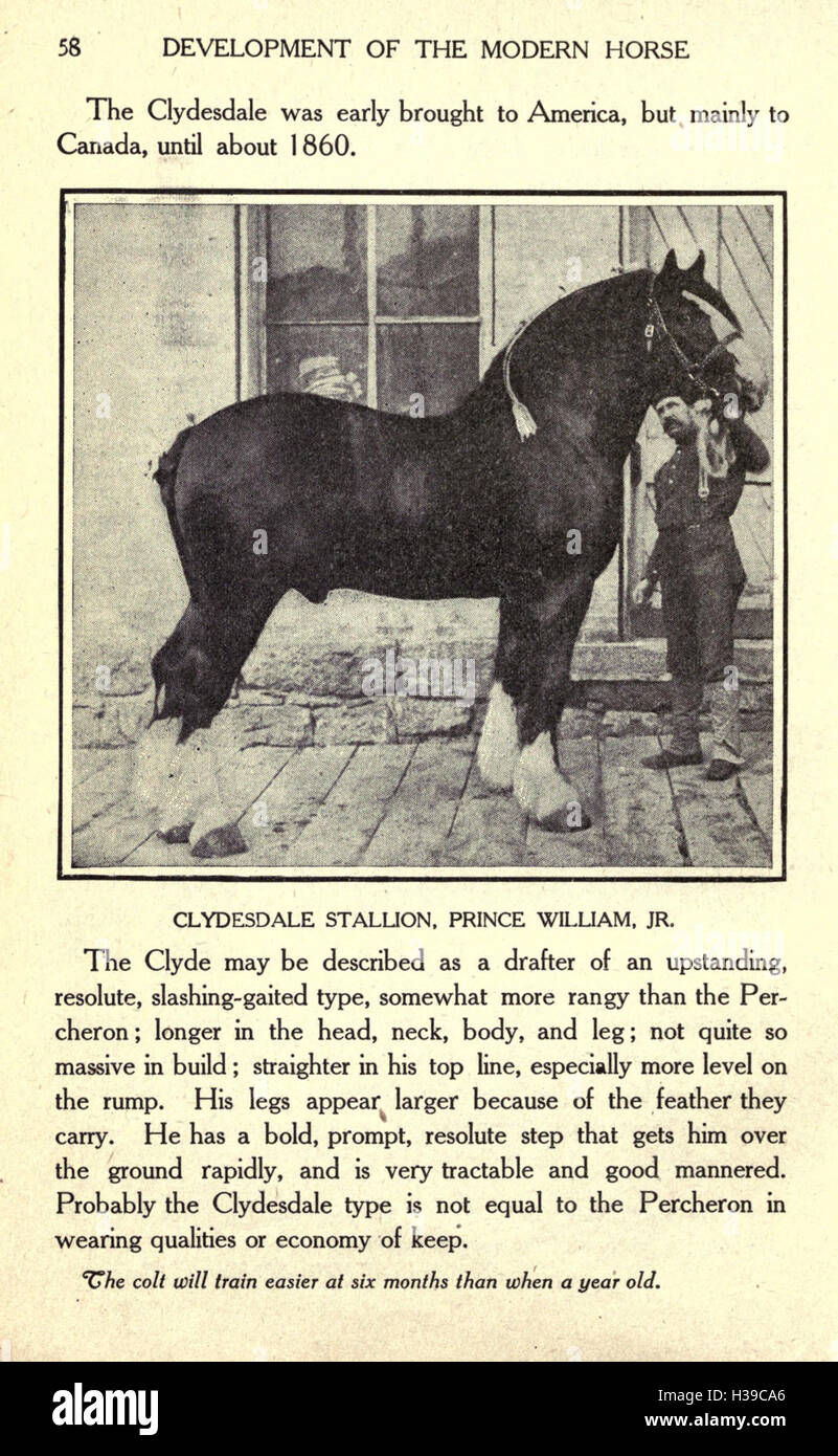 This sketch traces the evolutionary development of the modern horse ...